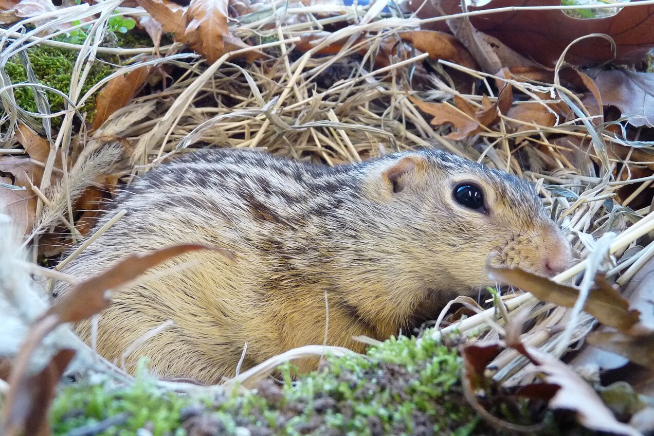 Arctic Squirrel Hibernating