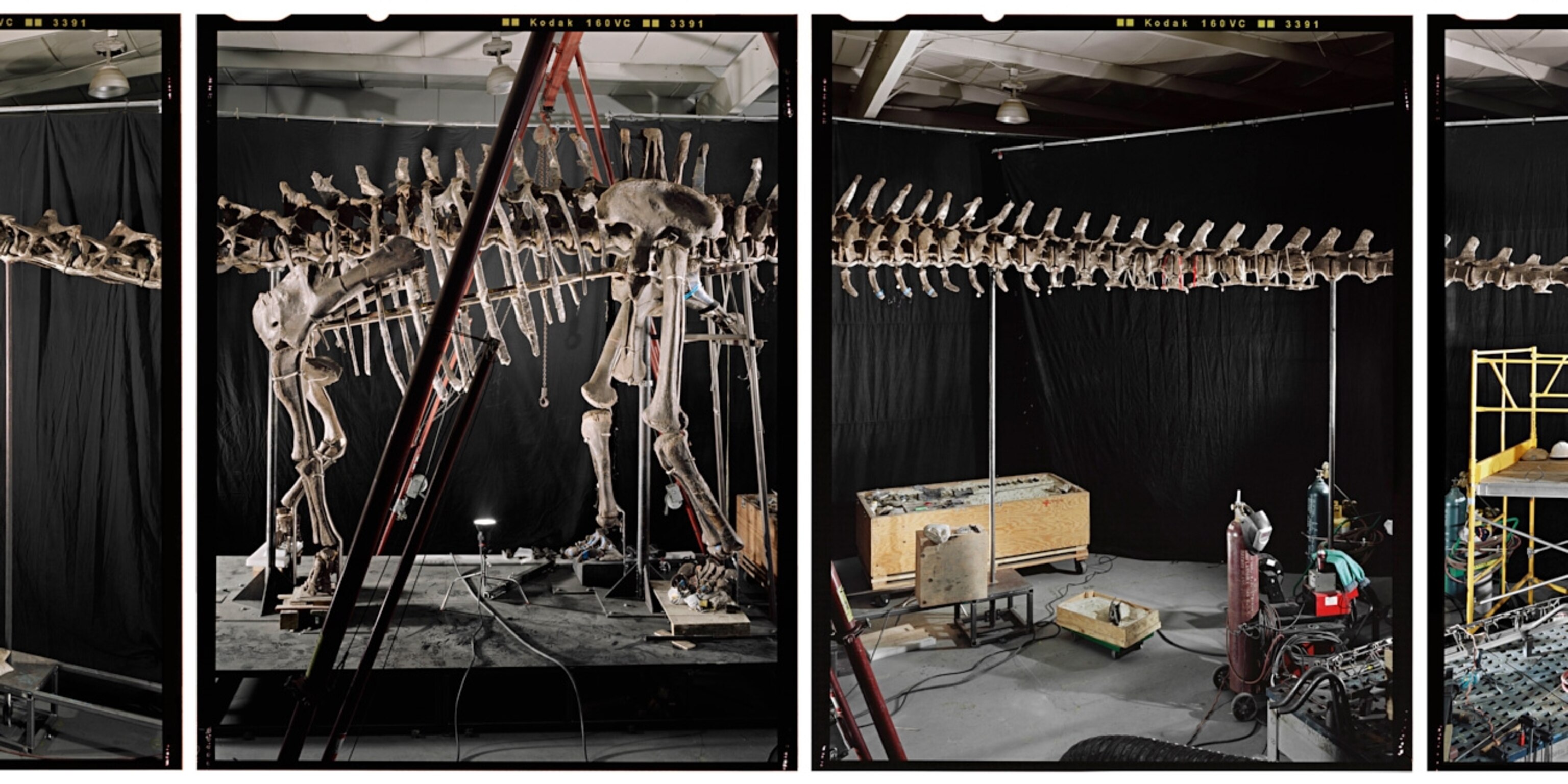 Go behind the scenes of dinosaur fossil restoration