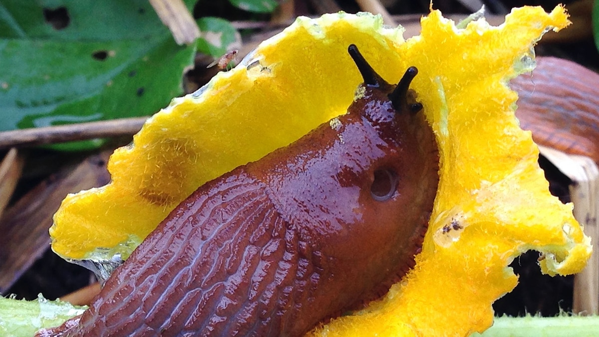 "Huge Surprise": Worms Hitchhike in Slug Guts | National Geographic