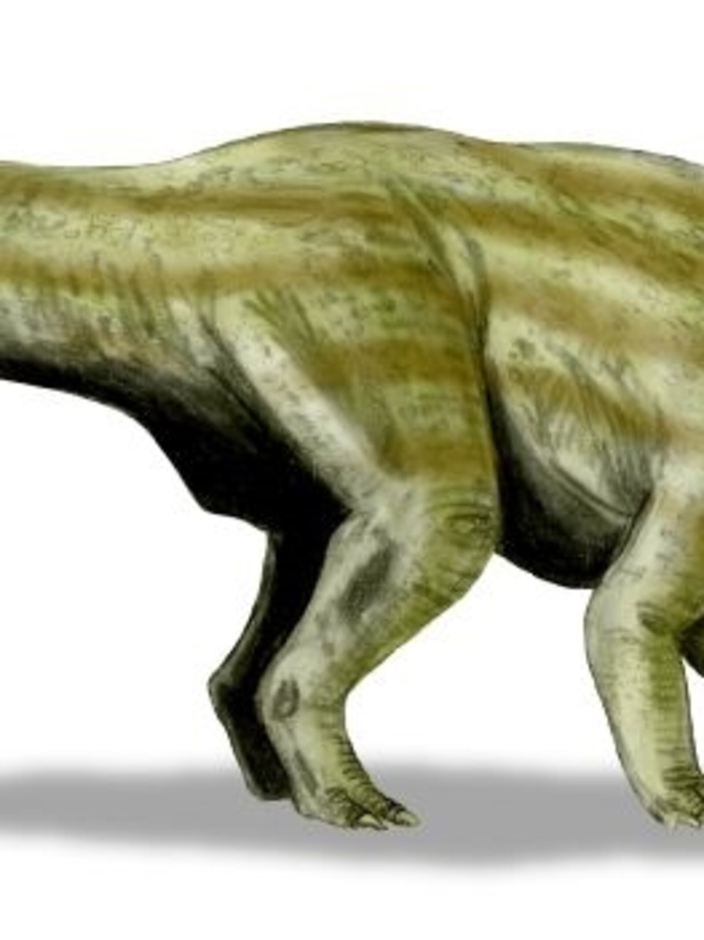Montanoceratops