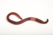 Earthworm Earthworm