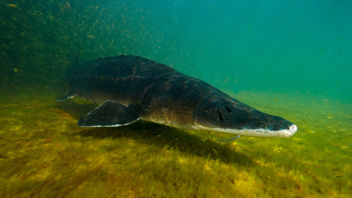 Black Market Caviar Threatens California's Giant Fish | National Geographic