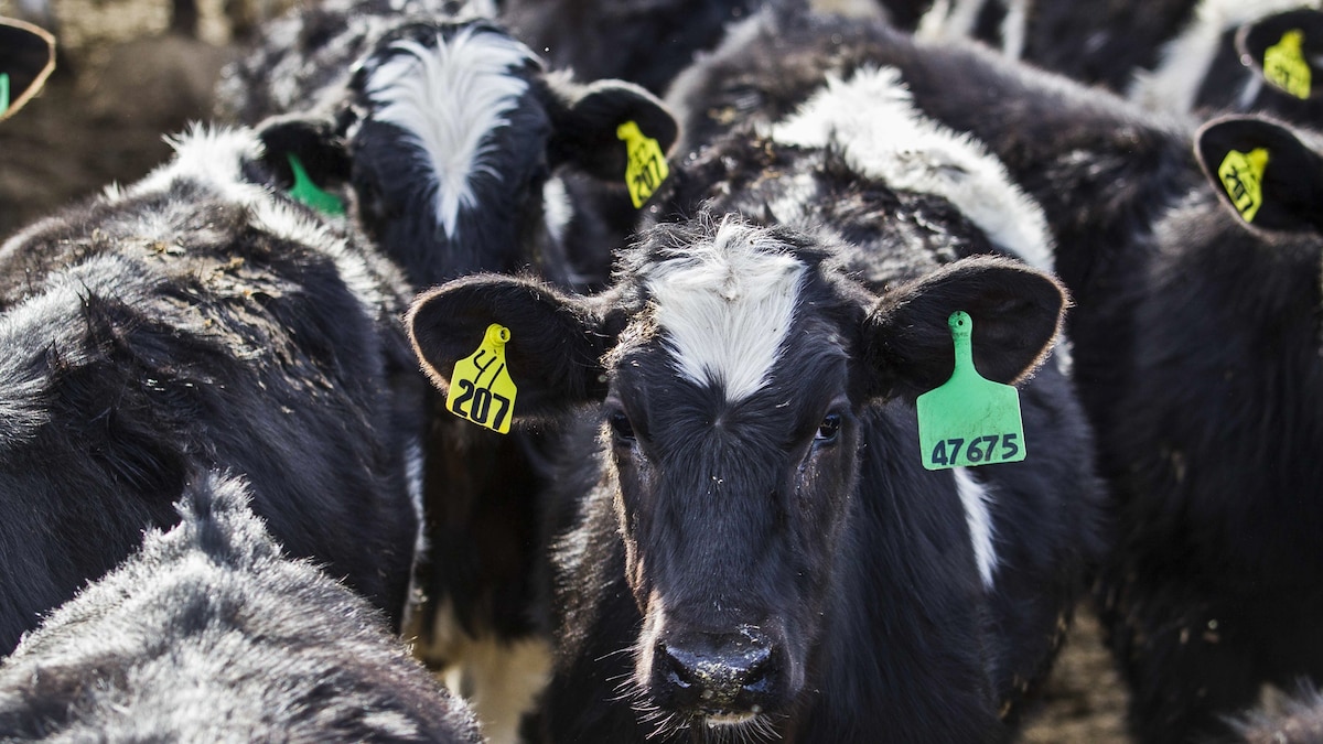 Milk Grown in a Lab Is Humane and Sustainable. But Can It Catch On ...