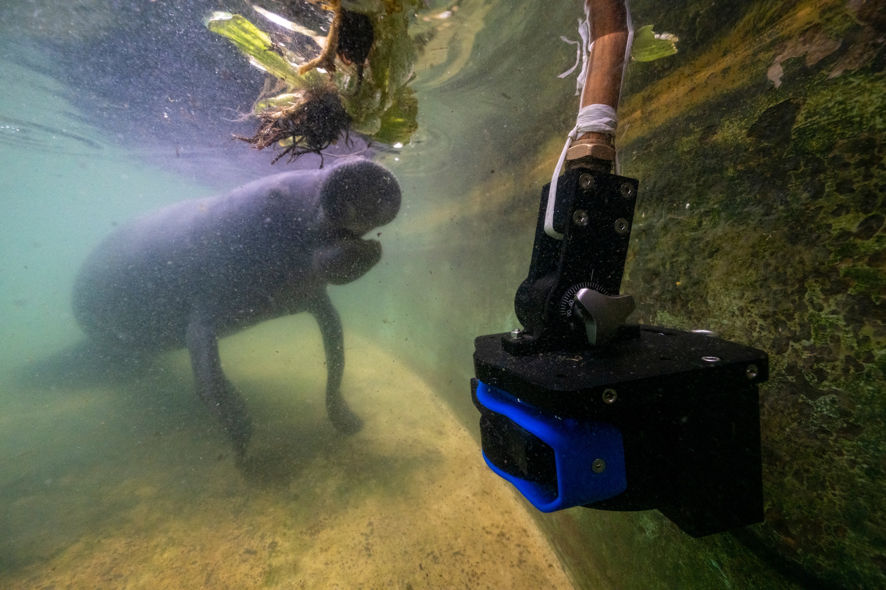 Get a rare glimpse into the hidden lives of Amazonian manatees