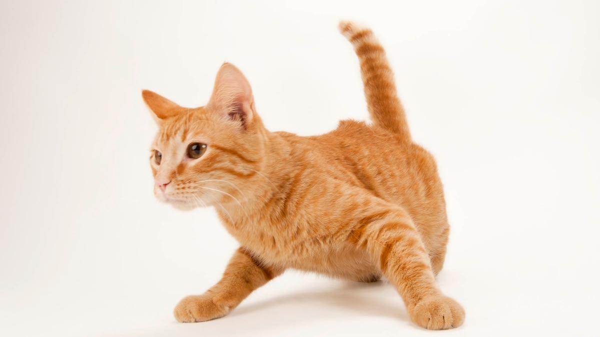 Cats have 276 facial expressions. Why? | National Geographic