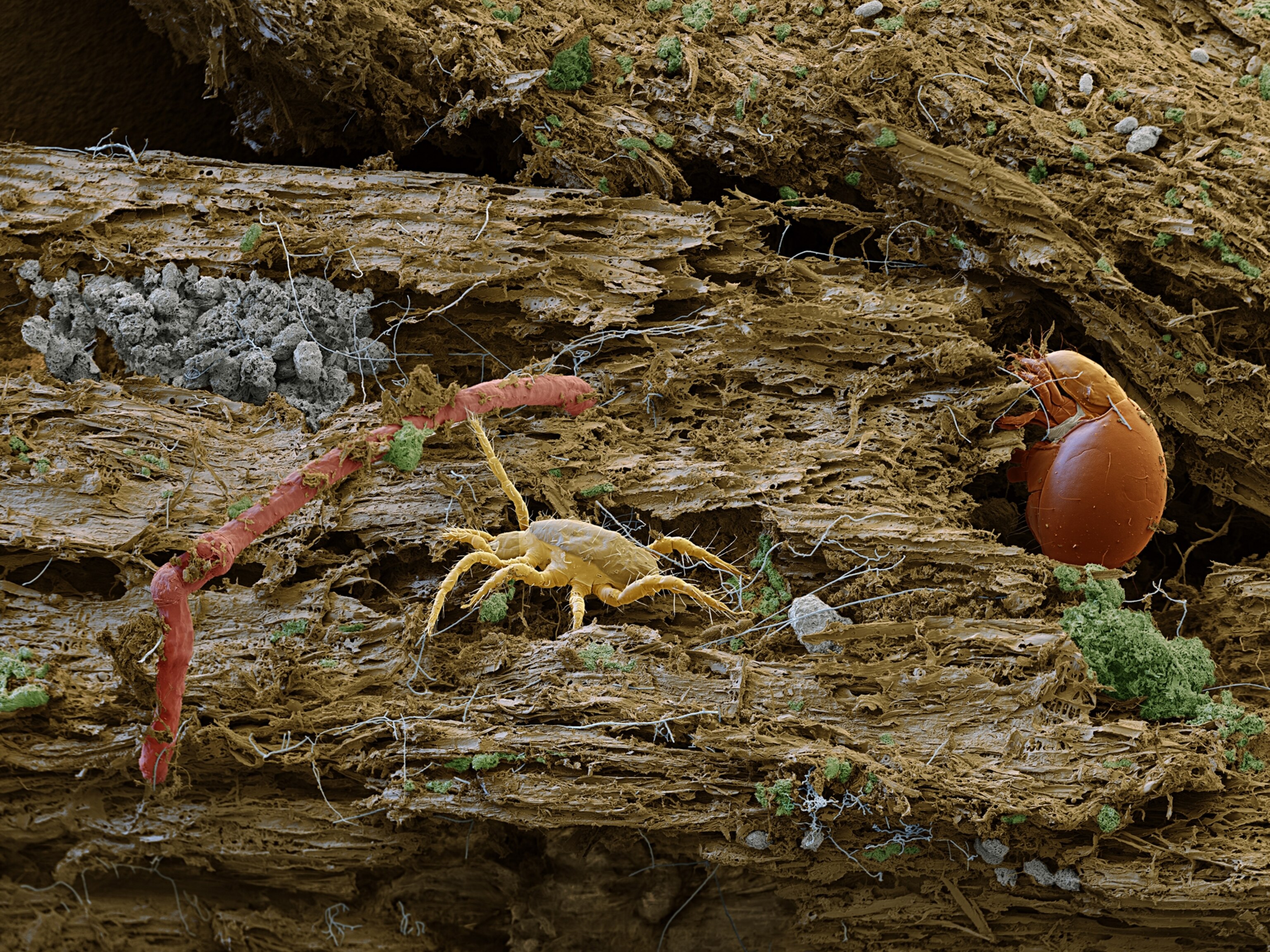 Meet the marvelous creatures that bring soil to life