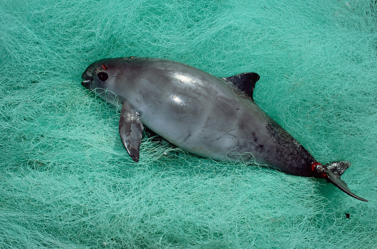 Demand for Fish Bladder May Wipe Out World's Rarest Ocean Mammal
