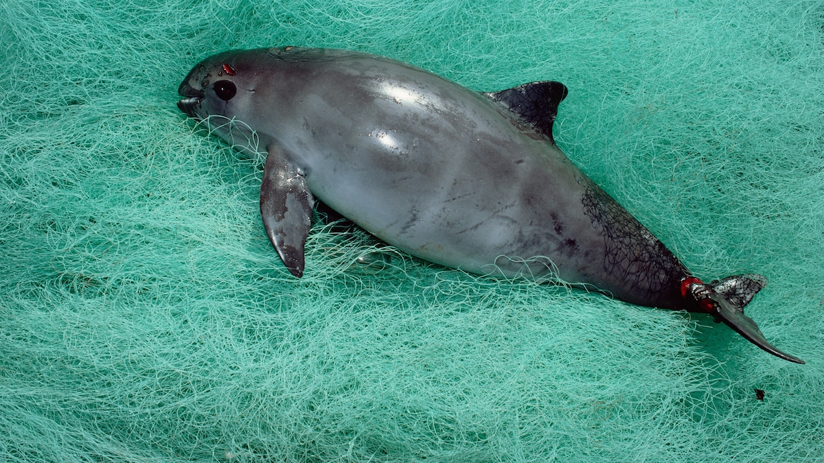Demand for Fish Bladder May Wipe Out World's Rarest Ocean Mammal ...