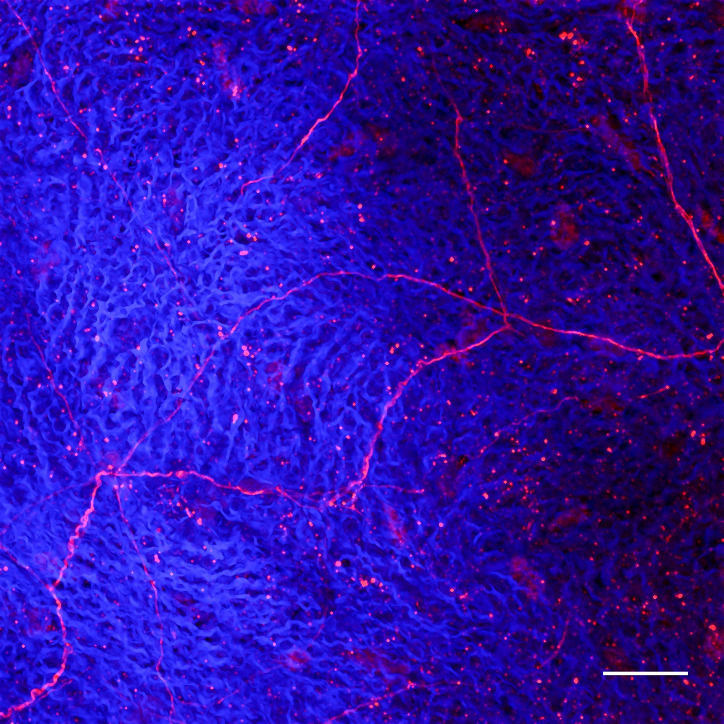 Pictures: Squid Iridescence Explained