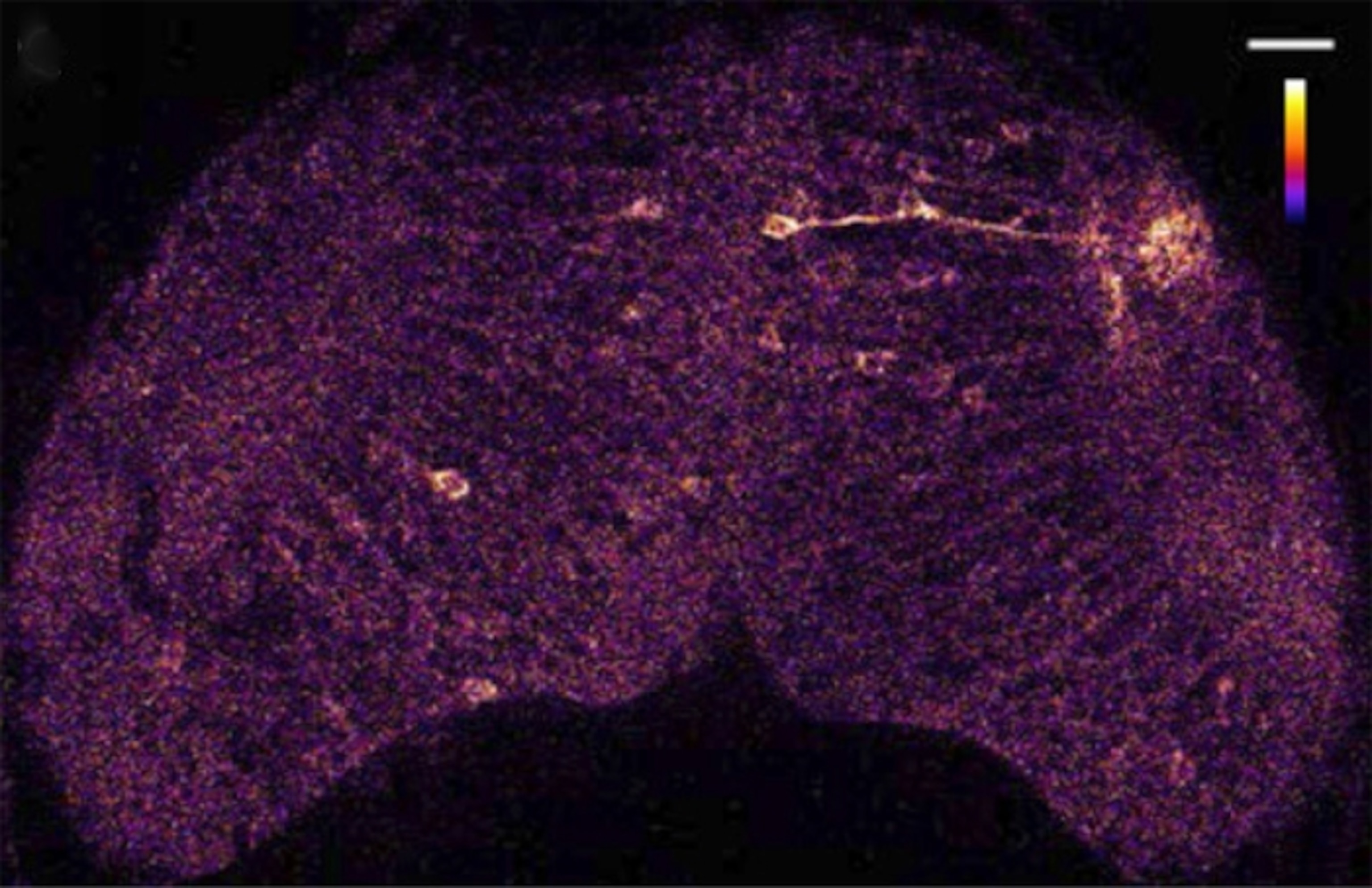 Fish Watches Food. Scientists Watch Fish’s Thoughts | National Geographic