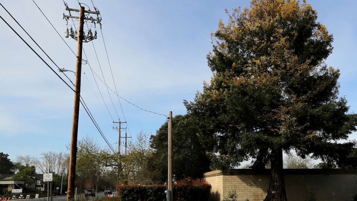 Rare “Albino” Redwood May Hold Clues to the Super-Trees’ Longevity ...