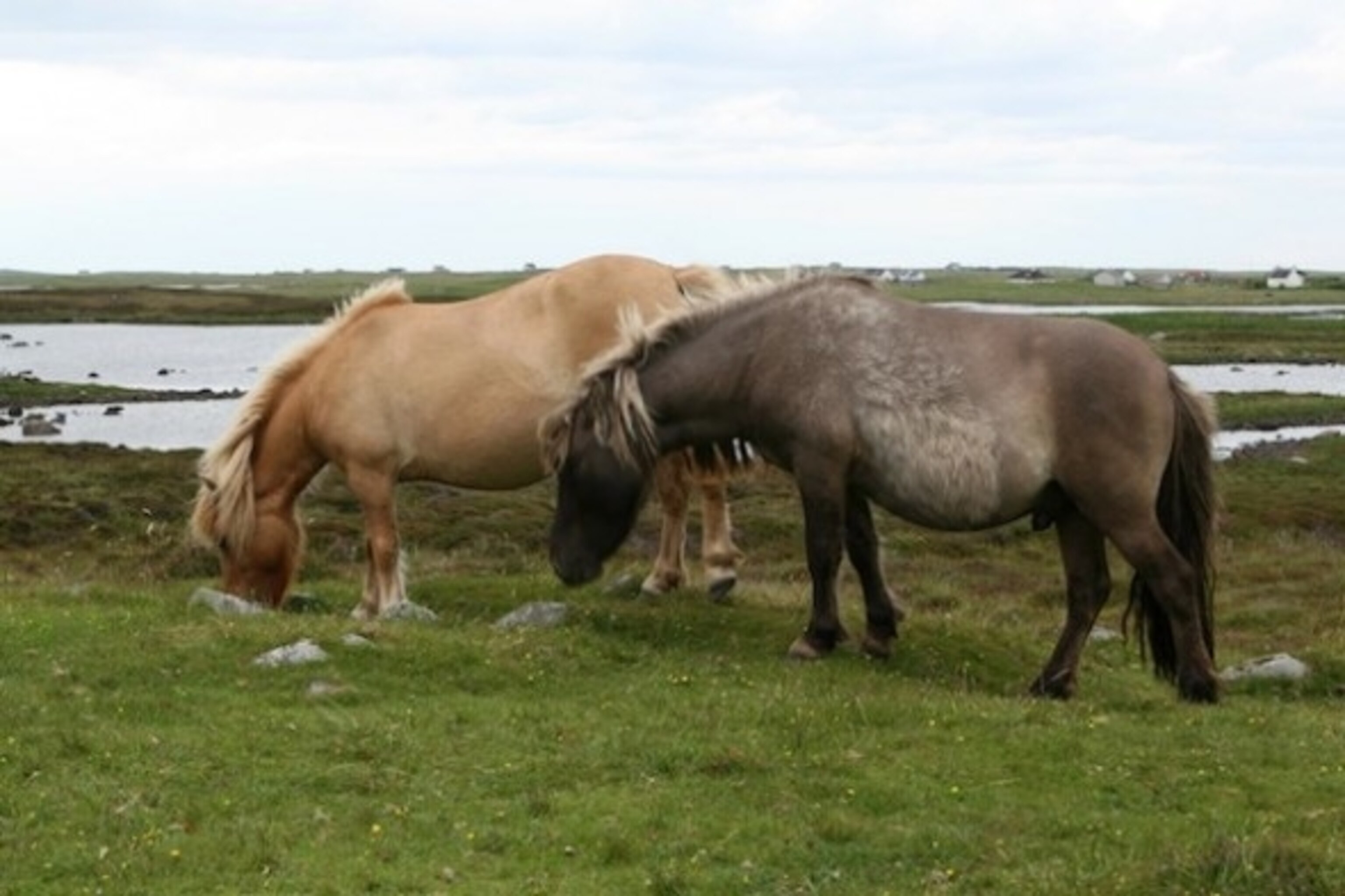 Rare Breed: The Fight to Save Eriskay Ponies