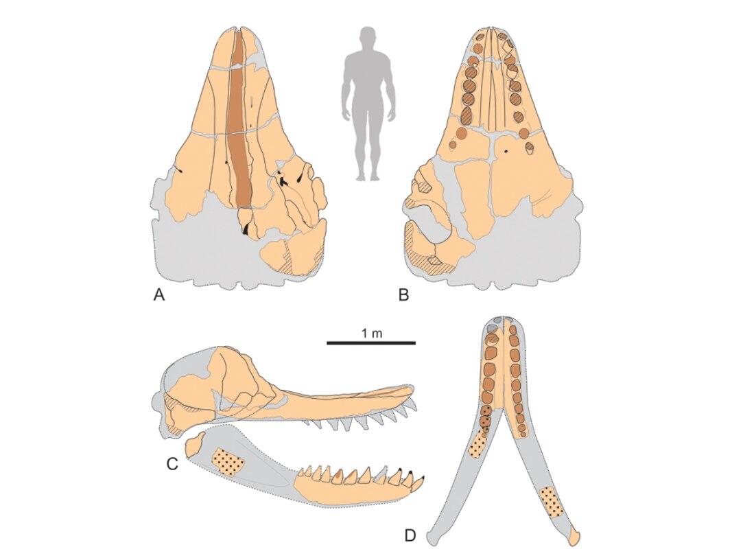 Giraffe Teeth Diagram