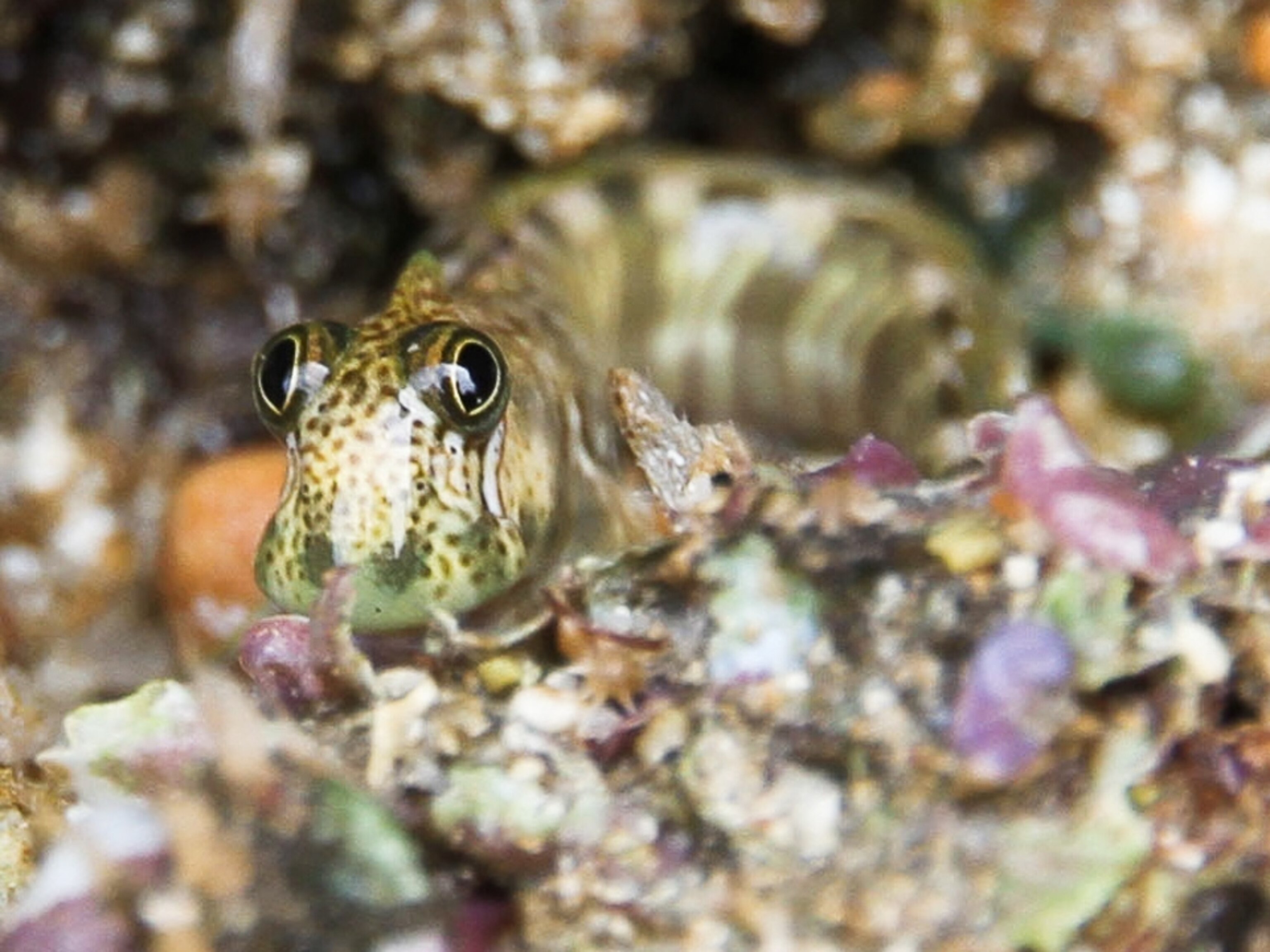 How "Walking" Fish Made the Leap From Ocean to Land