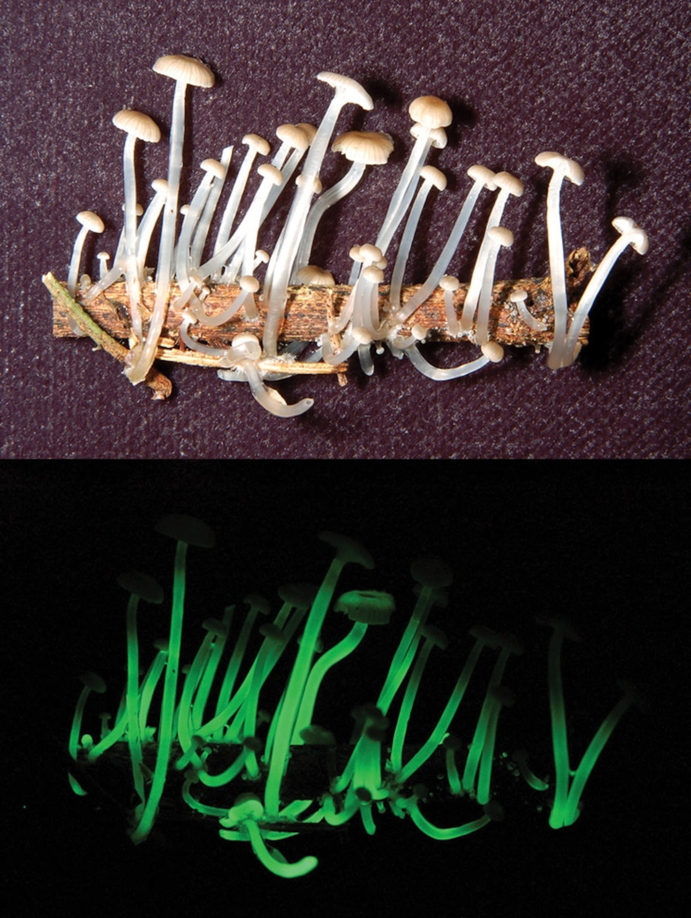 Top Ten New Species: "Walking" Fish, T. Rex Leech, More | National ...