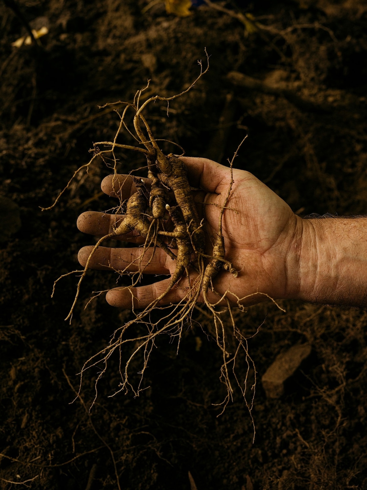 Demand for ginseng is creating a ‘wild west’ in Appalachia