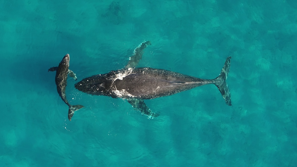 How Hunting Whales damaged the Oceans, the Great Value of whale Pee ...