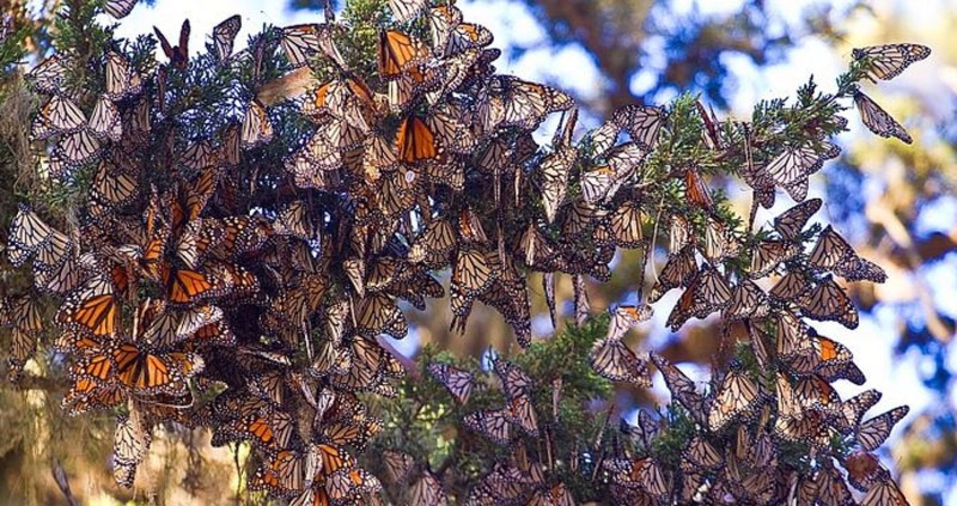 Dinosaur Embryos, Lost Butterflies and Cancer Genes, Oh My | National ...