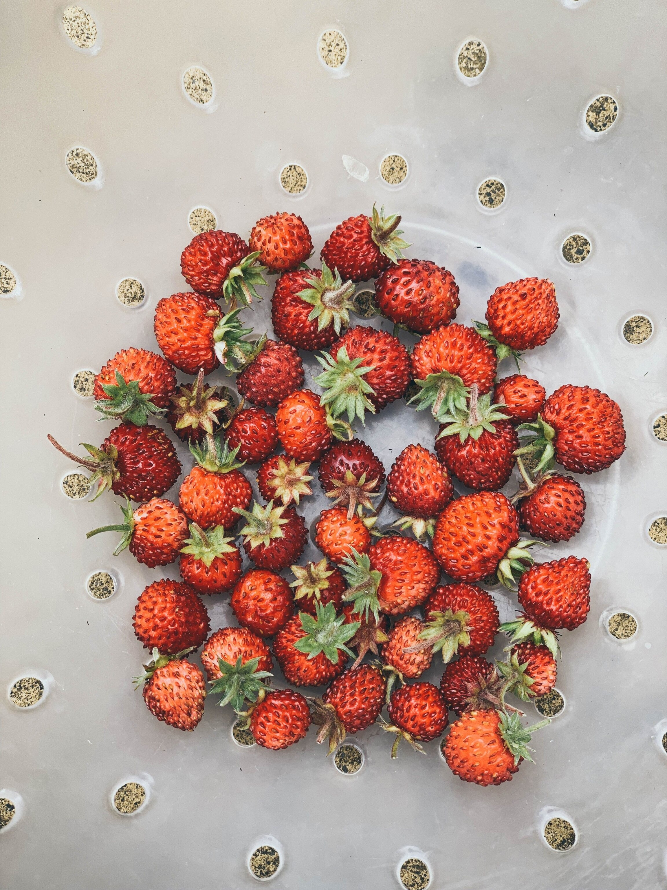 A year-round foraging calendar: what to pick and where in the UK