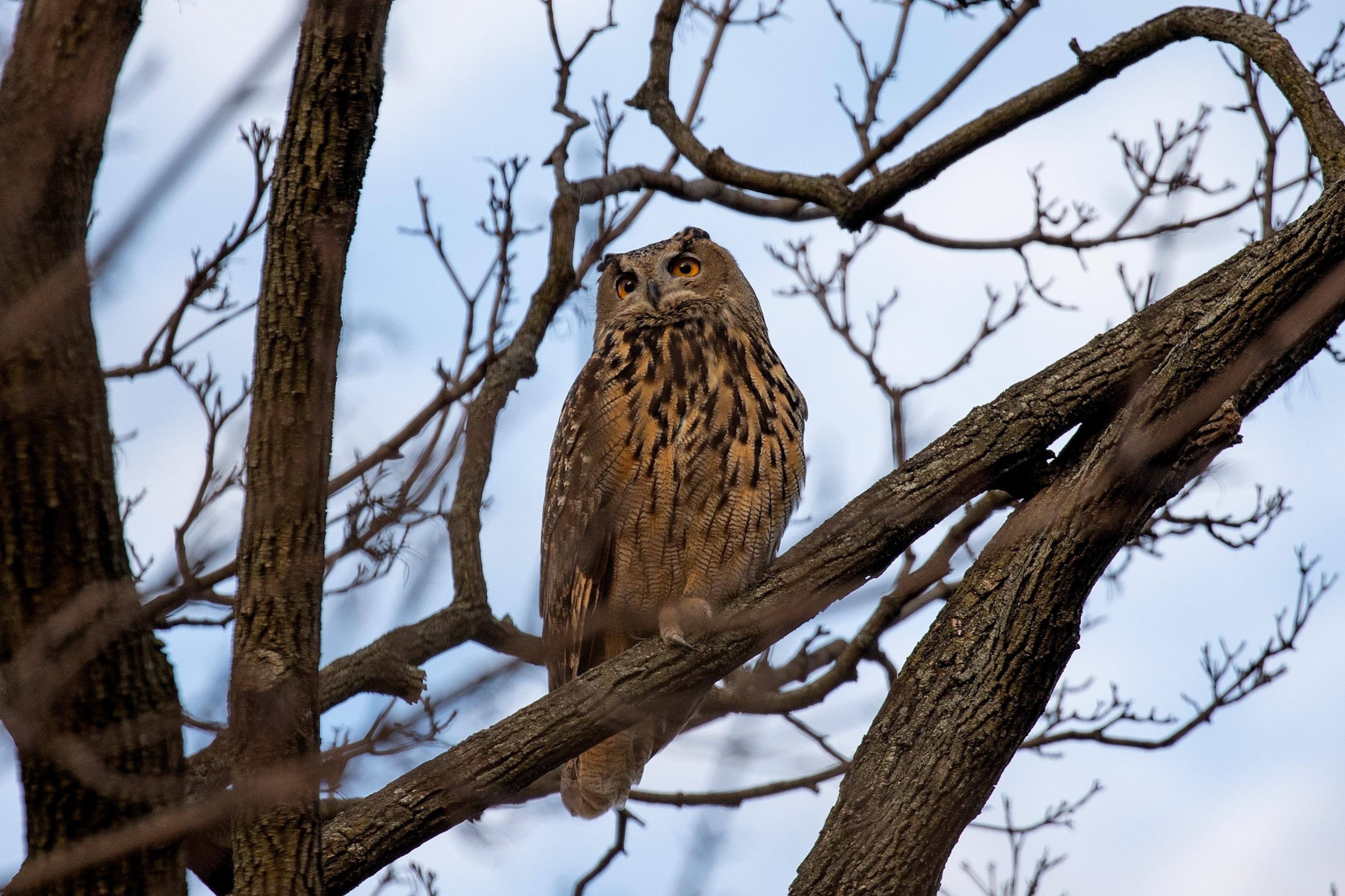 How a zoo break-in changed the life of an owl called Flaco