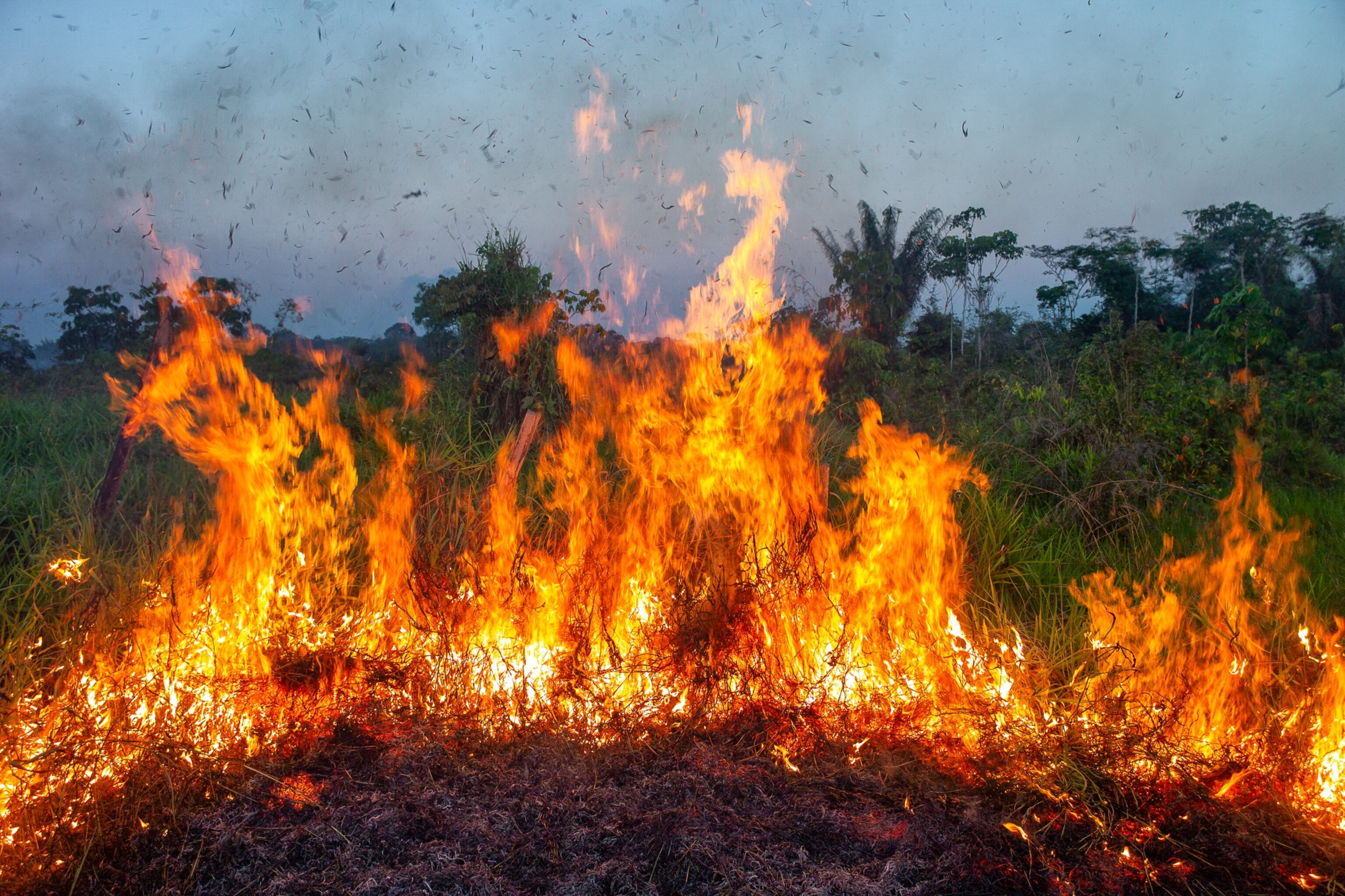 As the Amazon burns, cattle ranchers are blamed. But it’s complicated.