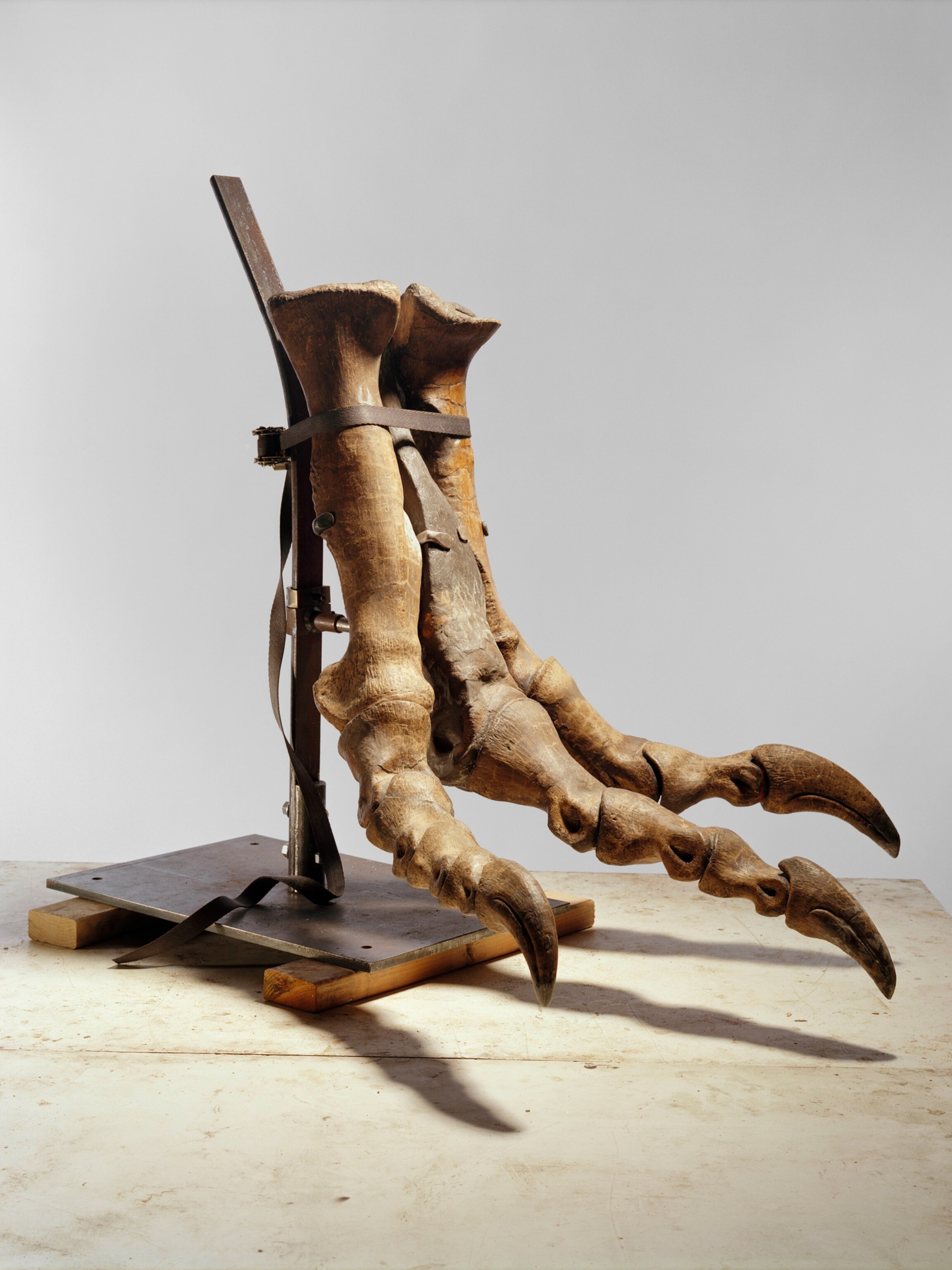 Go behind the scenes of dinosaur fossil restoration