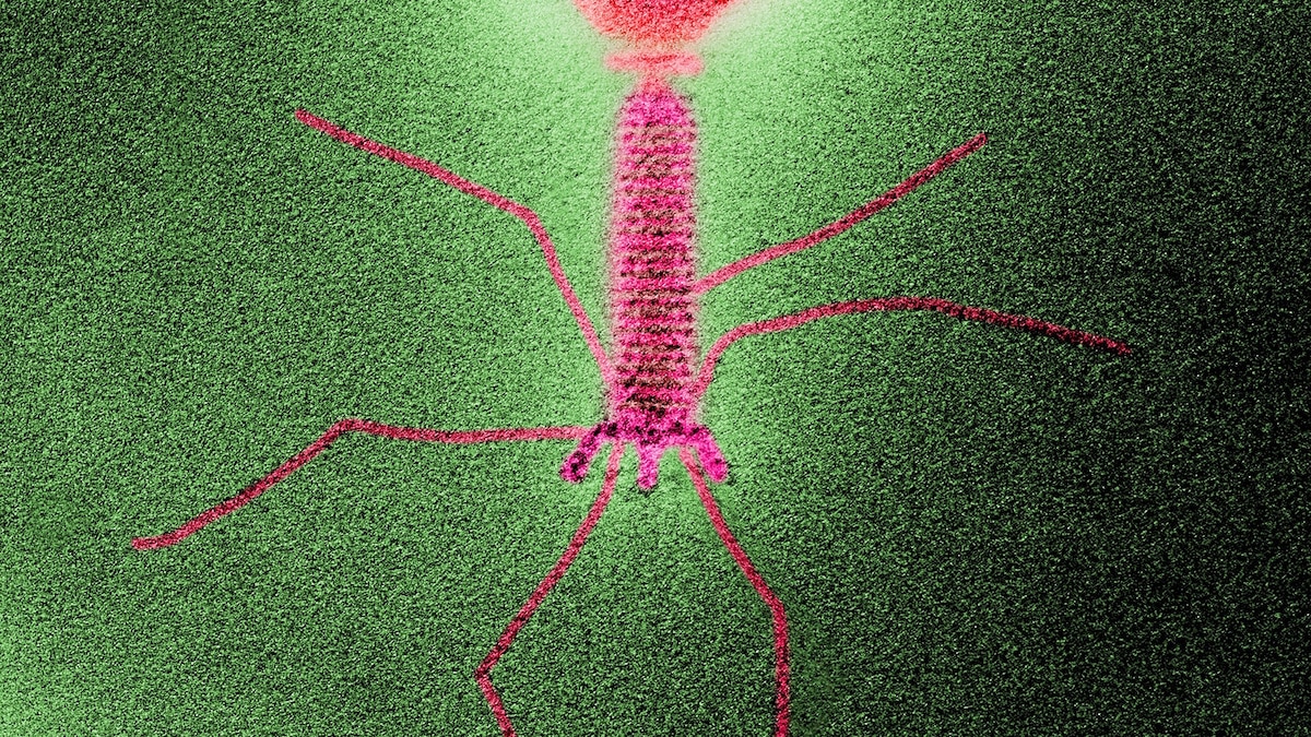 These Tiny Organisms Have Some Really Weird Shapes | National Geographic