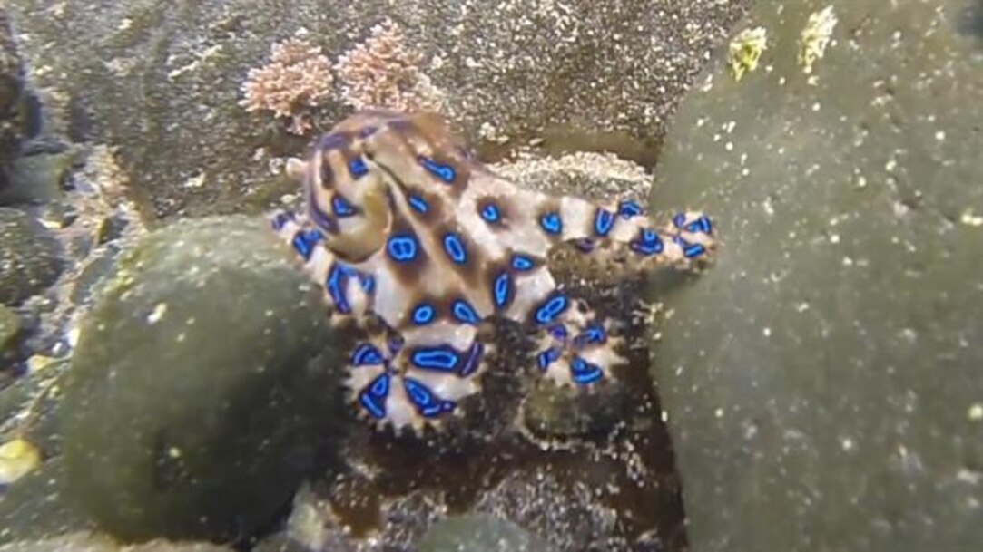 Blue Ringed Octopus Poison