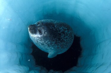 Ringed Seal | National Geographic