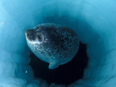 Ringed Seal | National Geographic