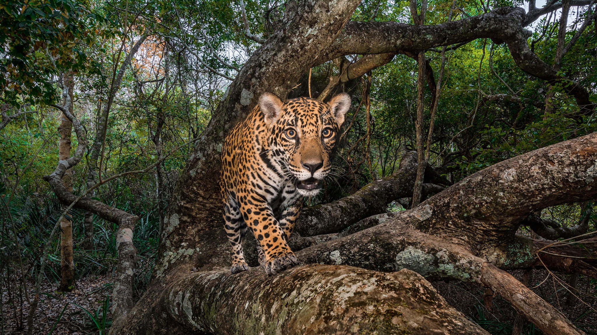 This Forest Is Key To Jaguar Conservation National Geographic This Forest Is Key To Jaguar Conservation National Geographic