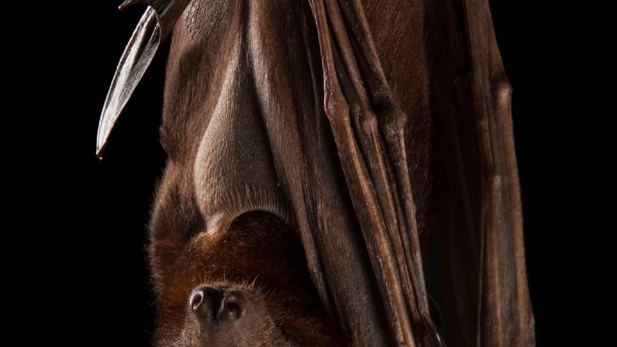 Little Red Flying Fox | National Geographic | National Geographic