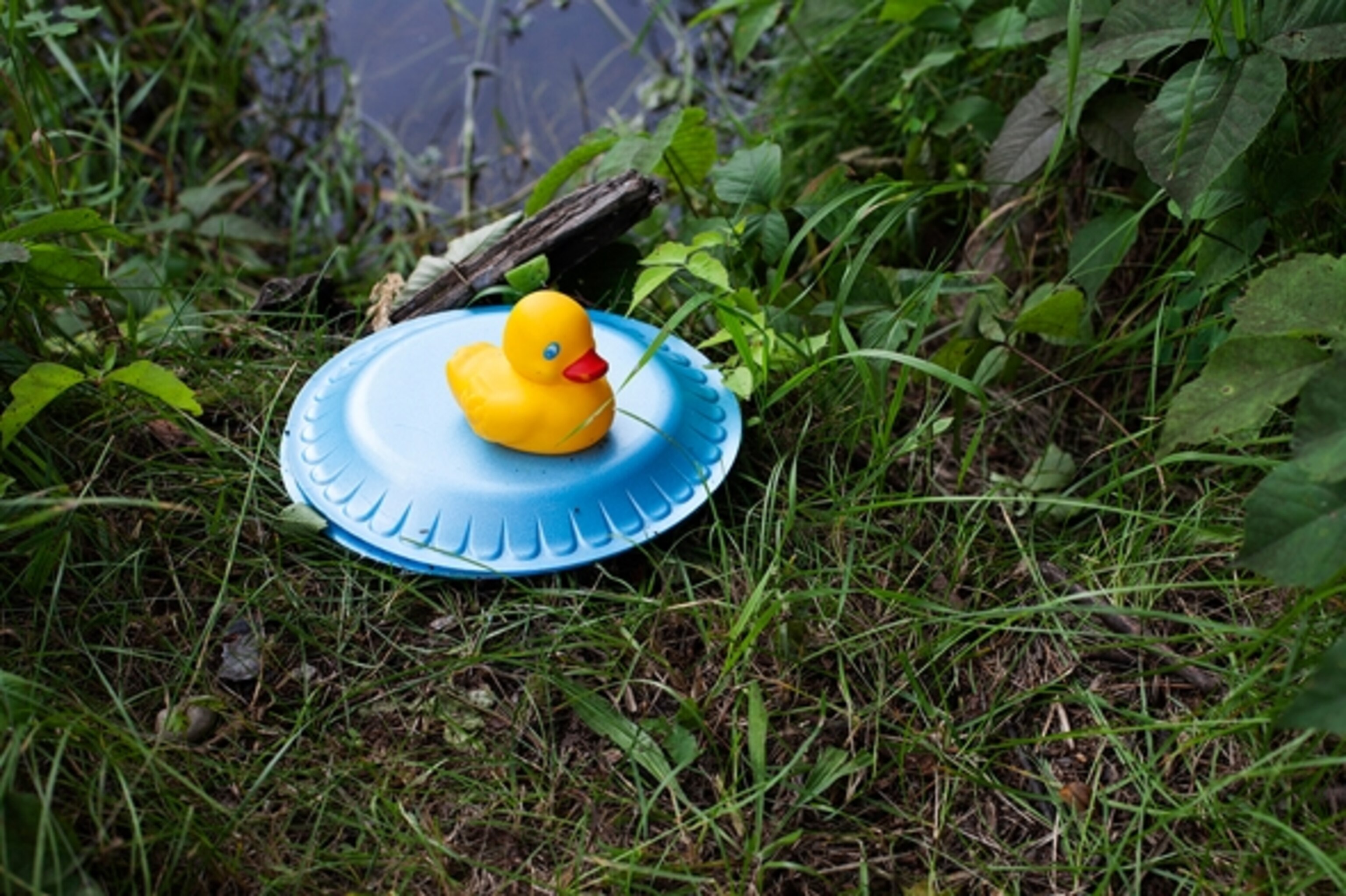 Desperately Seeking Sasquatch