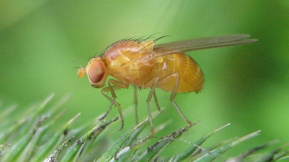 Fly Bacteria Invite Other Flies To Fruit Parties | National Geographic