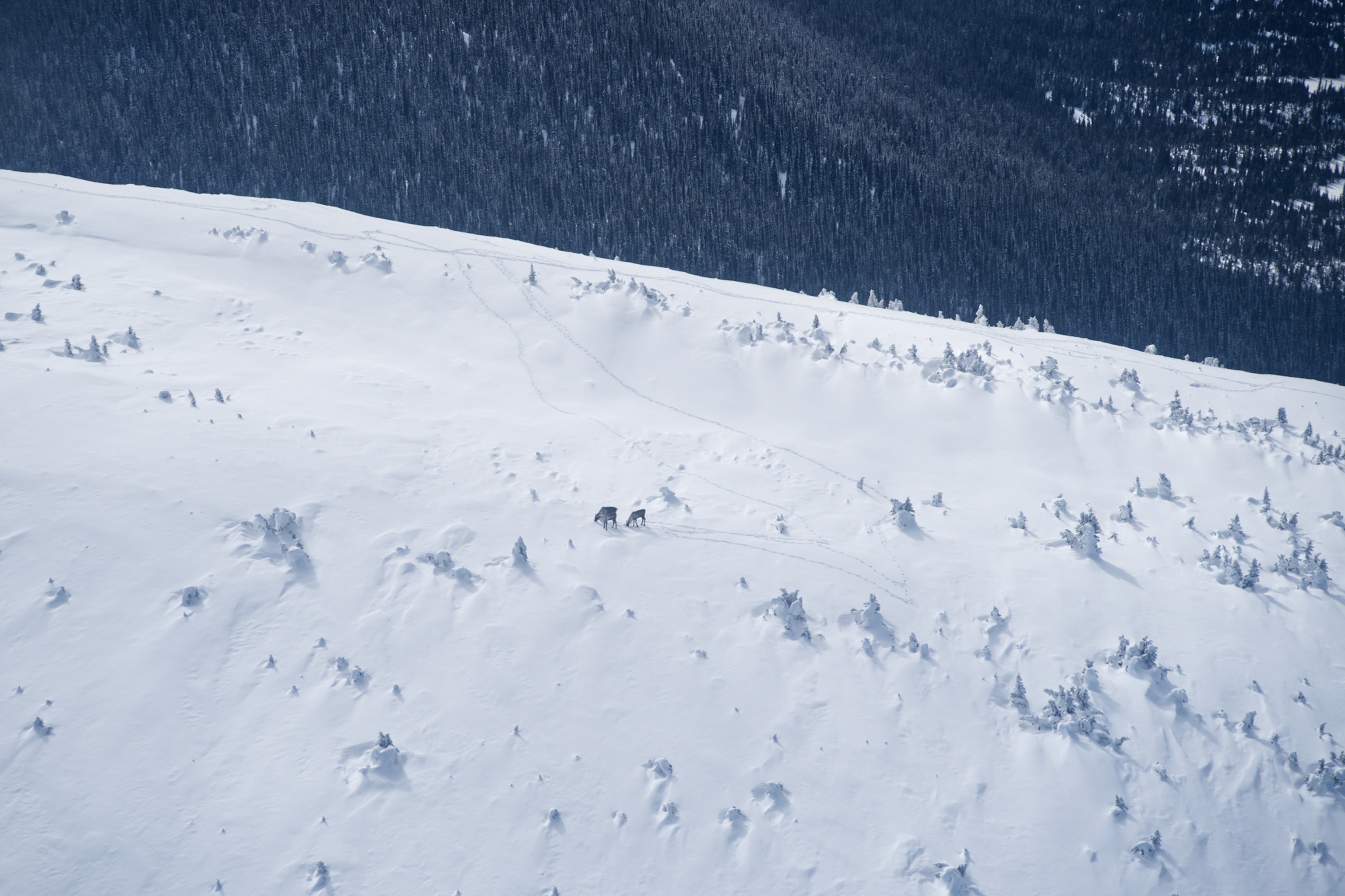 To save caribou, Indigenous people confront difficult choices