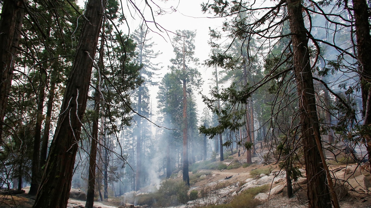 Sequoias and Historic Stump in Path of California Wildfire | National ...
