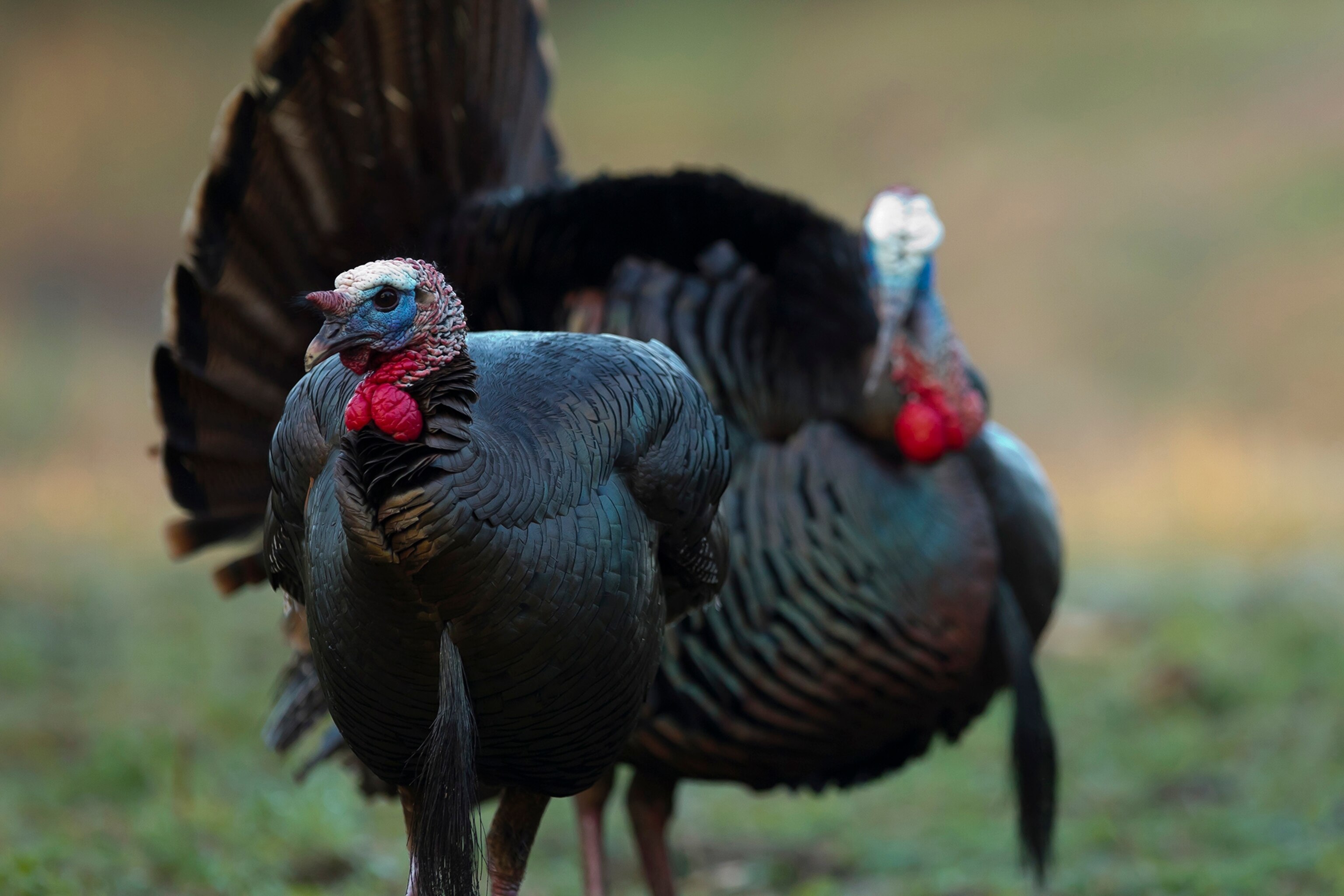 This Thanksgiving, Meet the Turkey's Glamorous Mexican Cousin