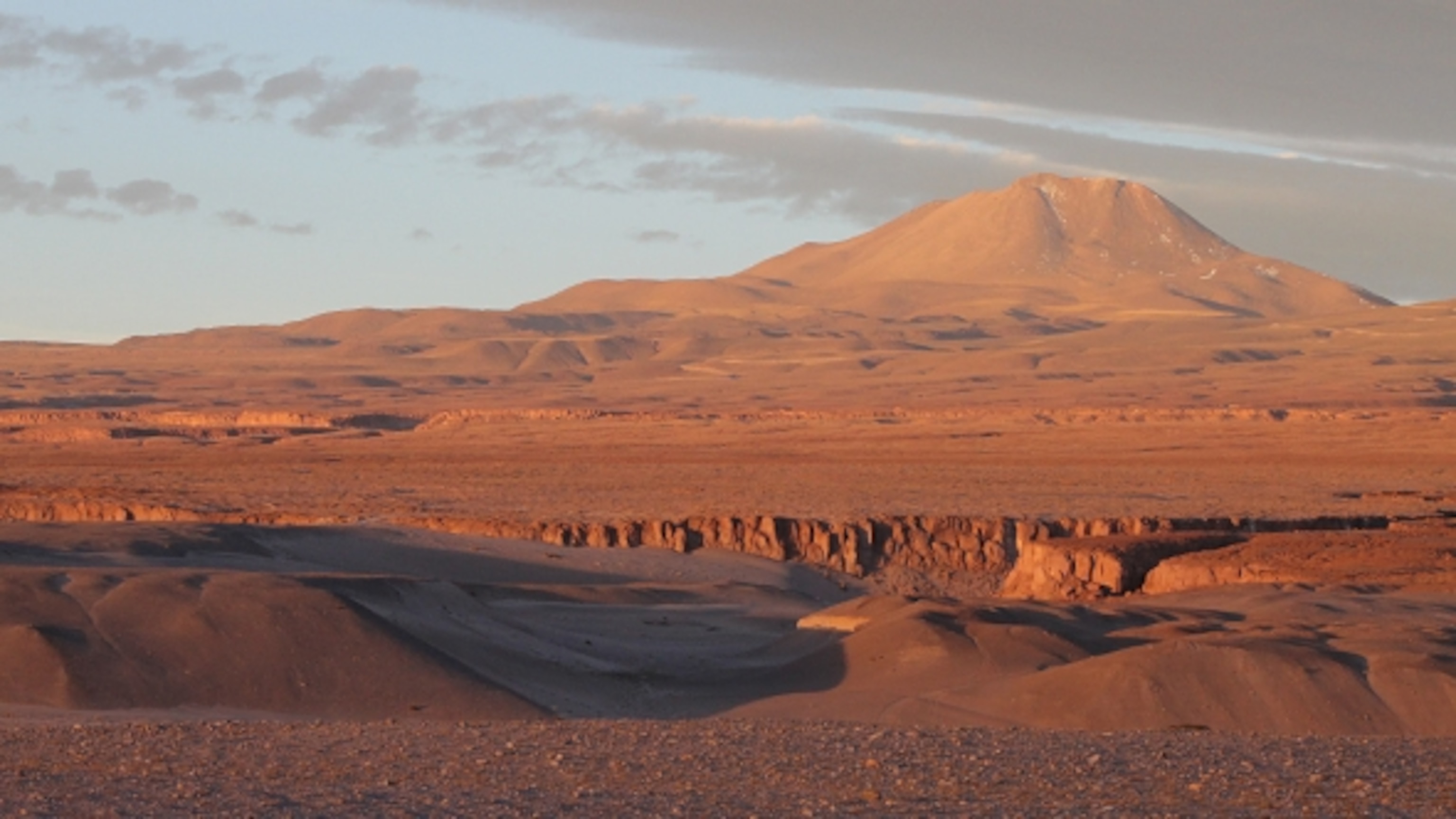 Atacama Desert Snakes