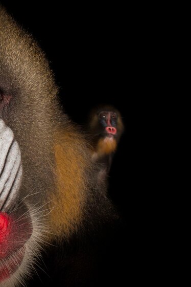 Mandrill | National Geographic