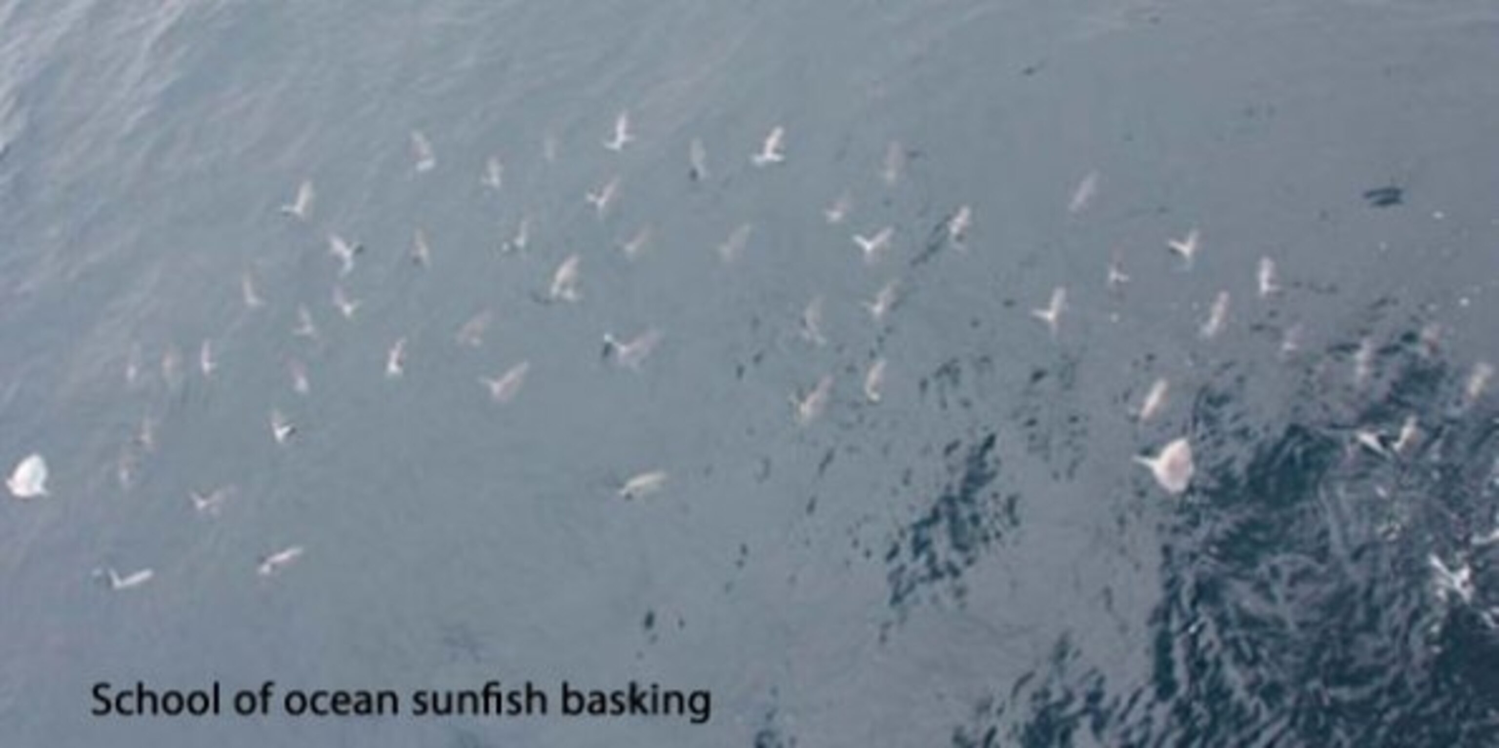 Ocean sunfish get cleaned by albatrosses | National Geographic