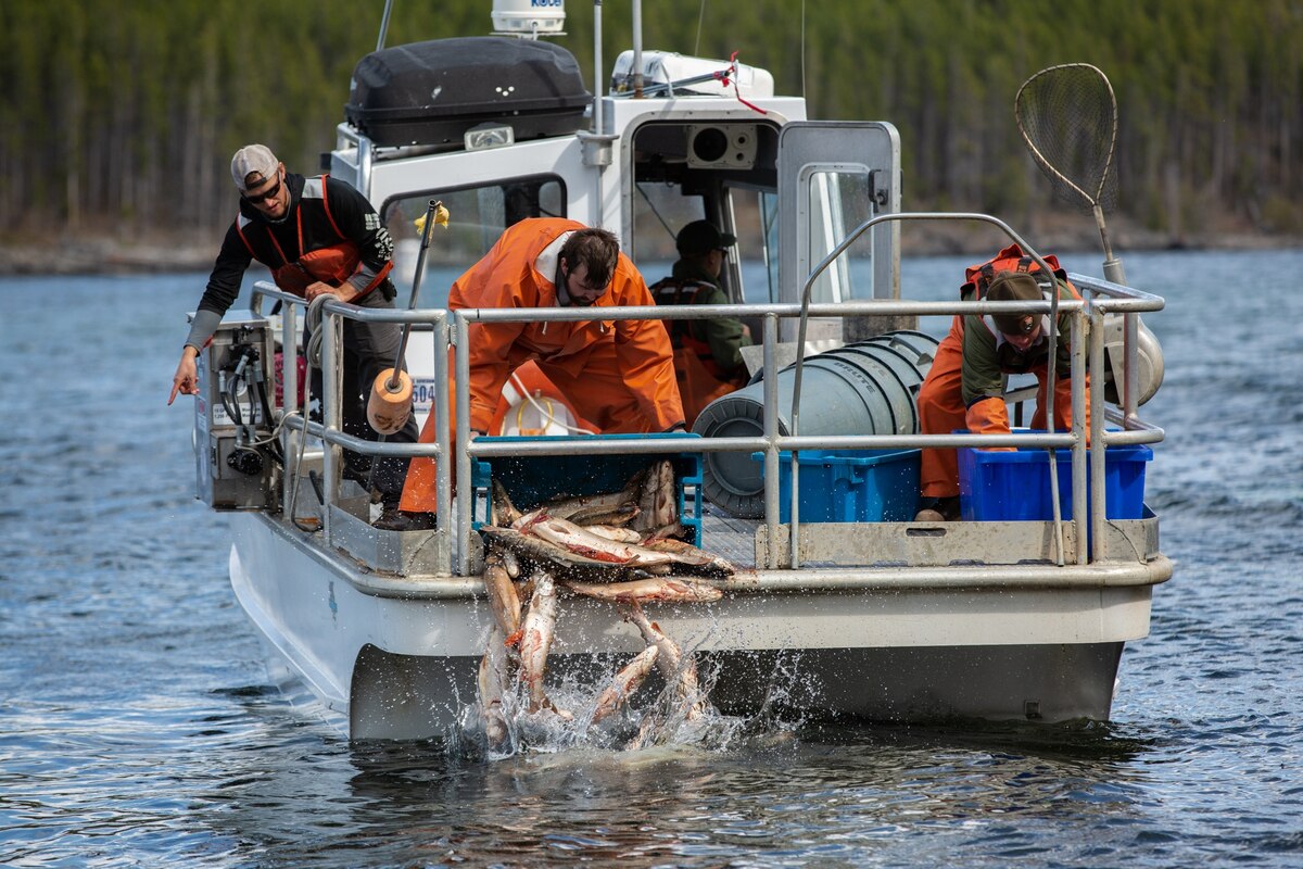 Want to kill invasive lake trout? In Yellowstone, they smother them ...