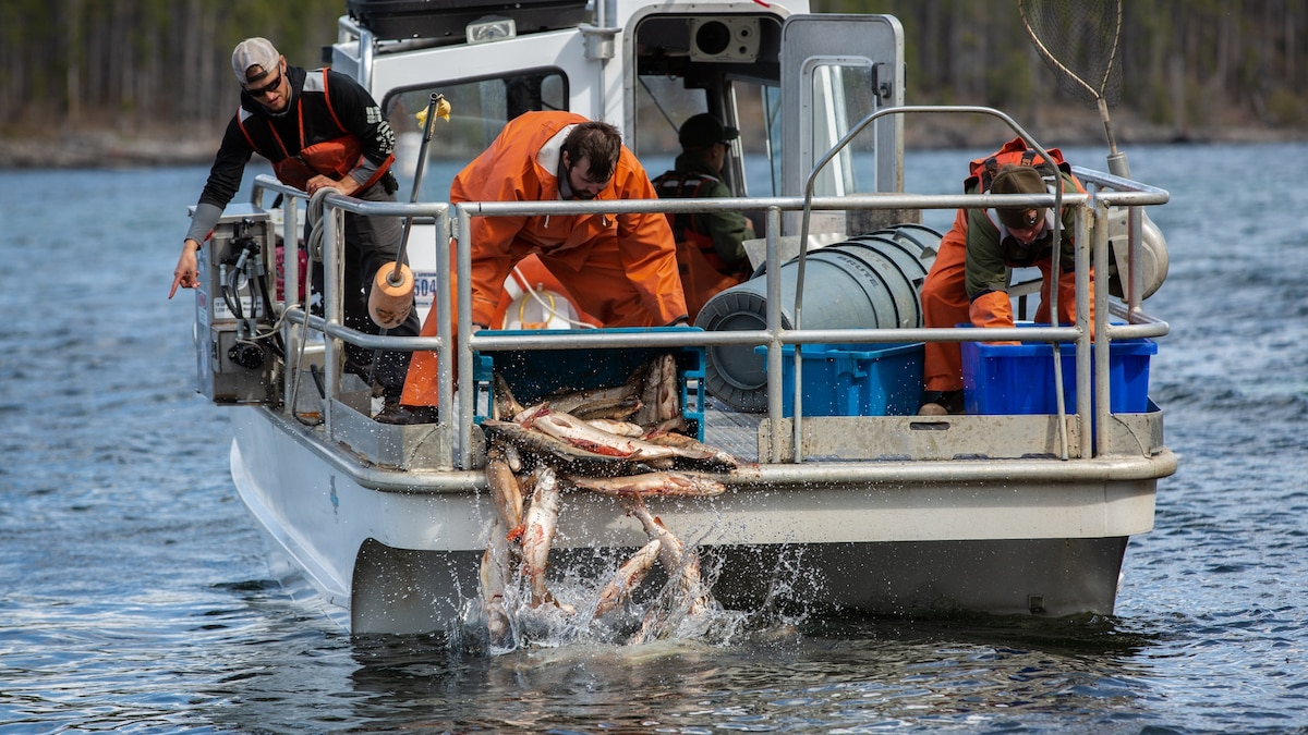 Want to kill invasive lake trout? In Yellowstone, they smother them ...