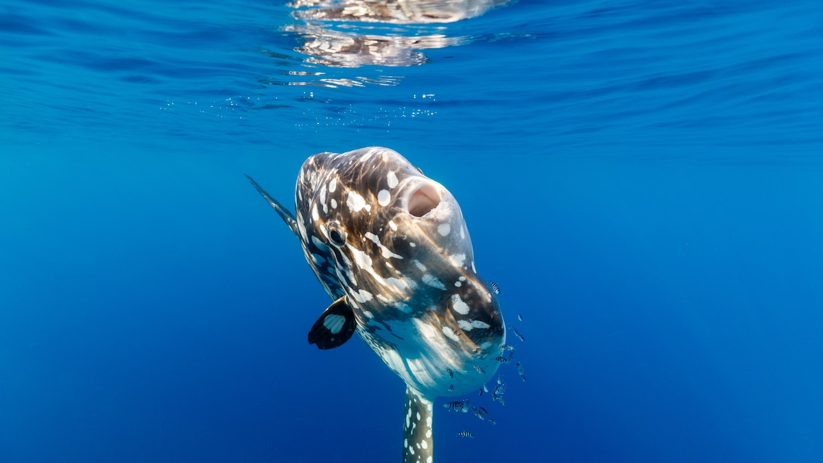 Giant sunfish sets new record for world’s largest bony fish | National Geographic