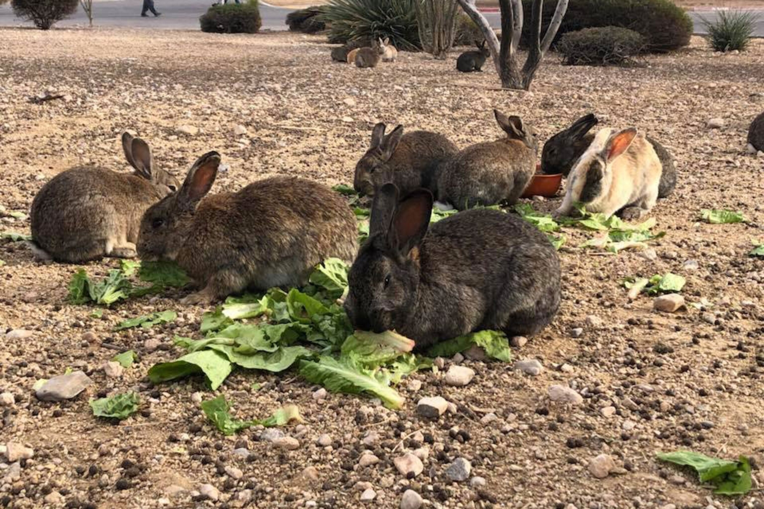 Dozens of Domestic Bunnies Found Dead Outside Las Vegas State Hospital
