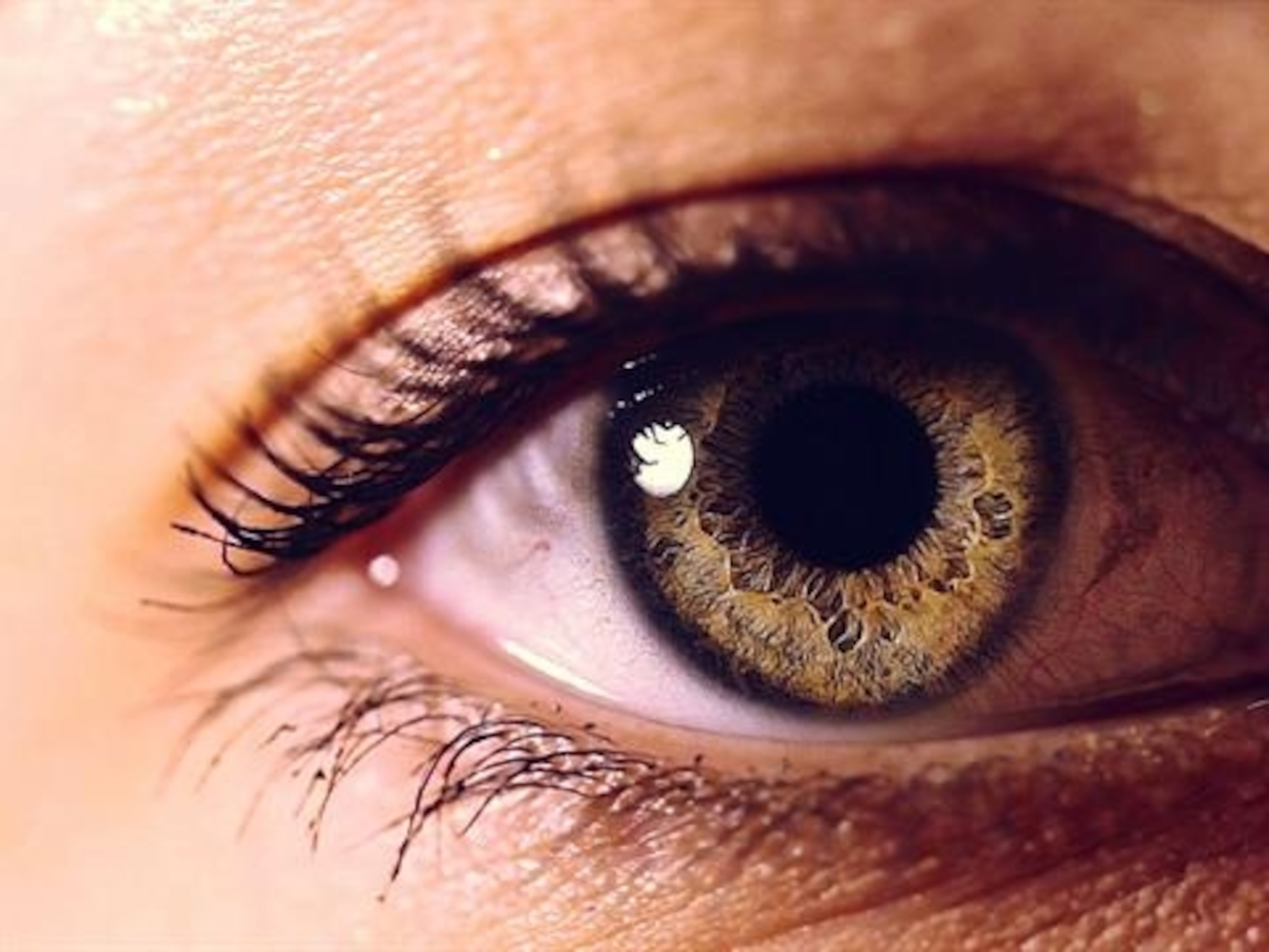 Hd Eye Macro