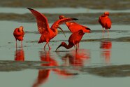 The Dazzling Scarlet Ibis Is Hunted For Bush Meat In Trinidad The Dazzling Scarlet Ibis Is Hunted For Bush Meat In Trinidad