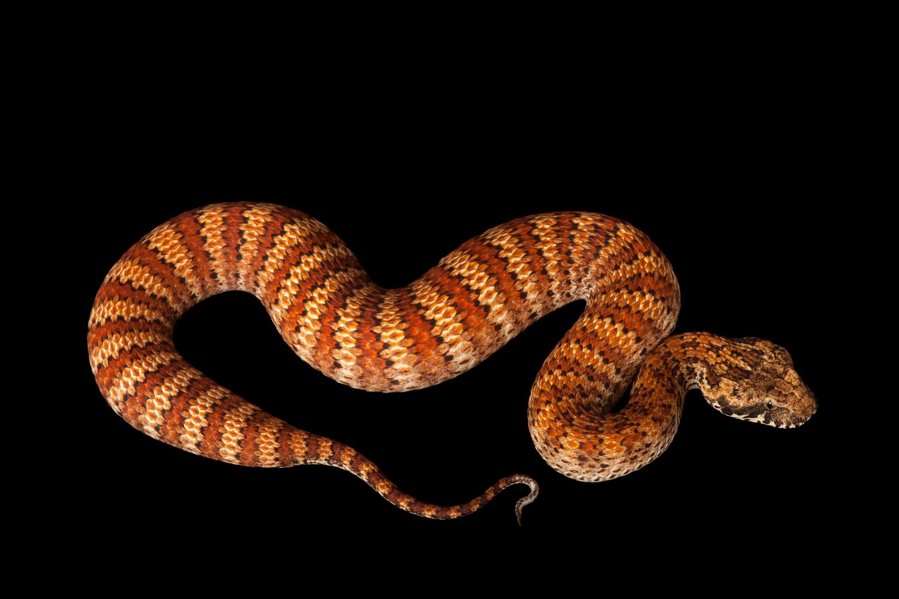 Celebrate World Snake Day With These Stunning Snaps of Serpents