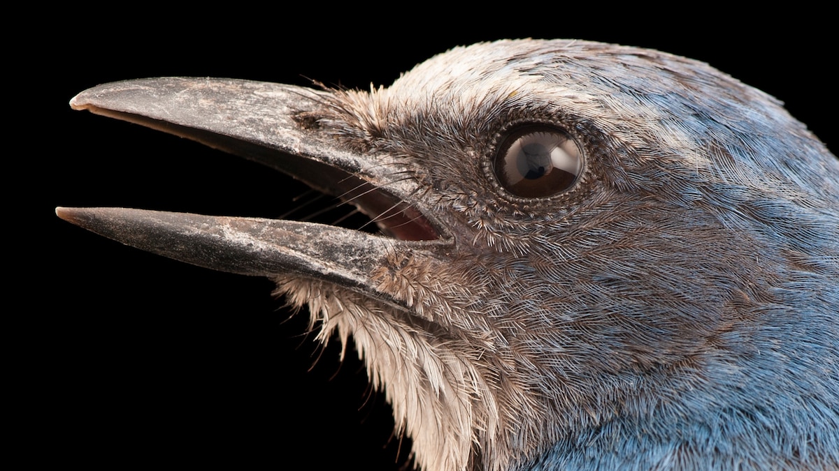 Florida scrub jay, facts and photos | National Geographic
