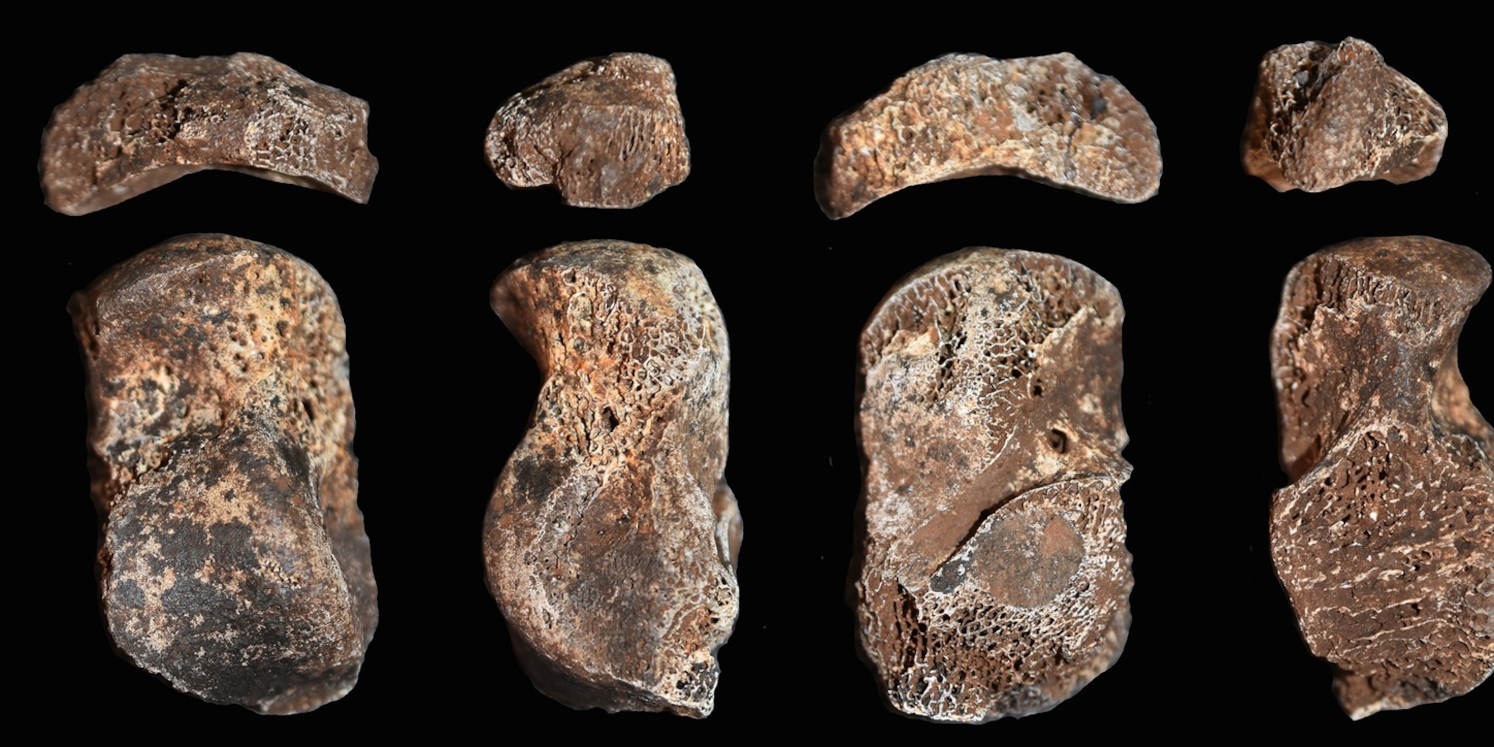 Puzzling skeleton helps reveal how ancient human relative grew up