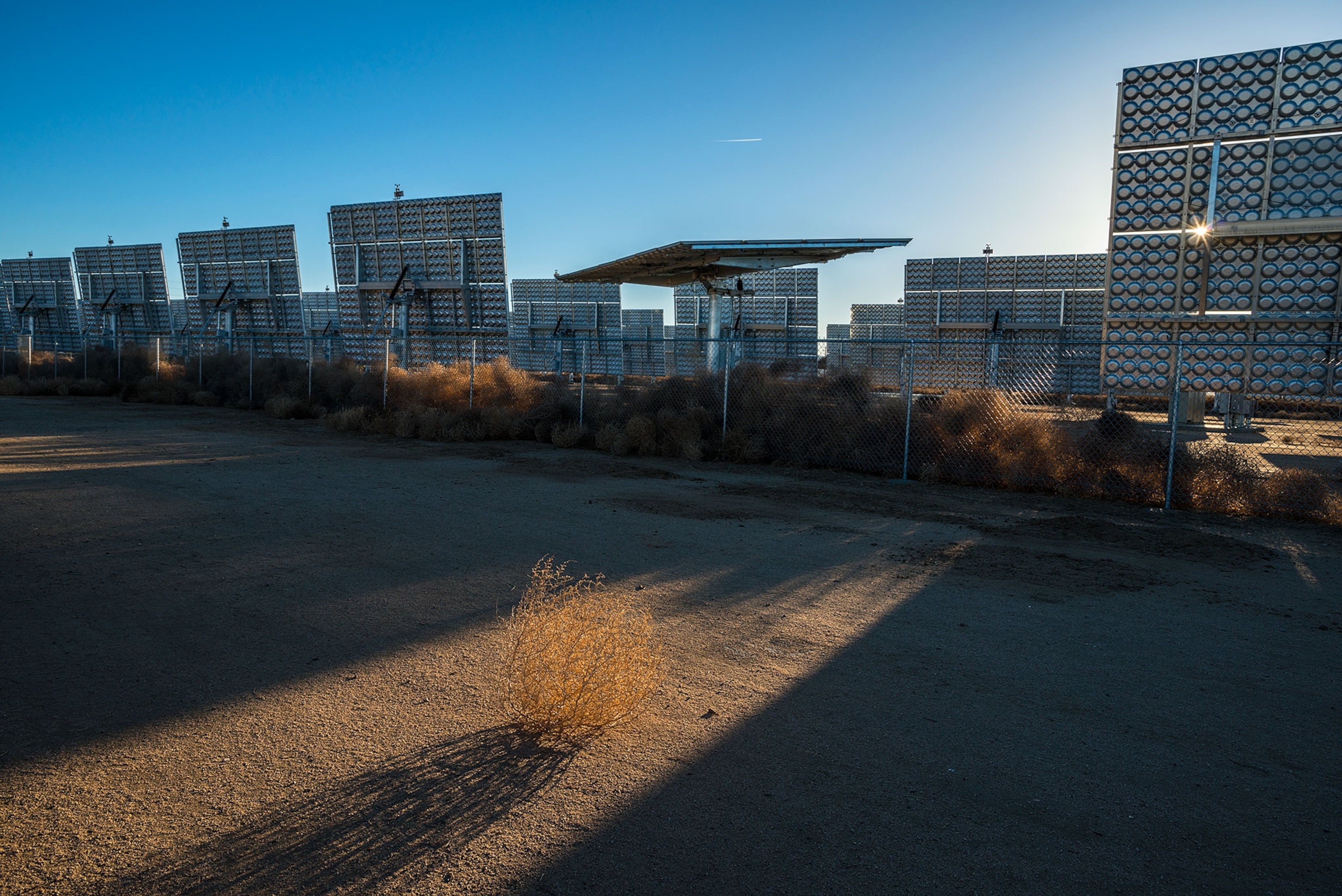 Growing Wild in the West: Photos of Invasive Tumbleweeds | National ...